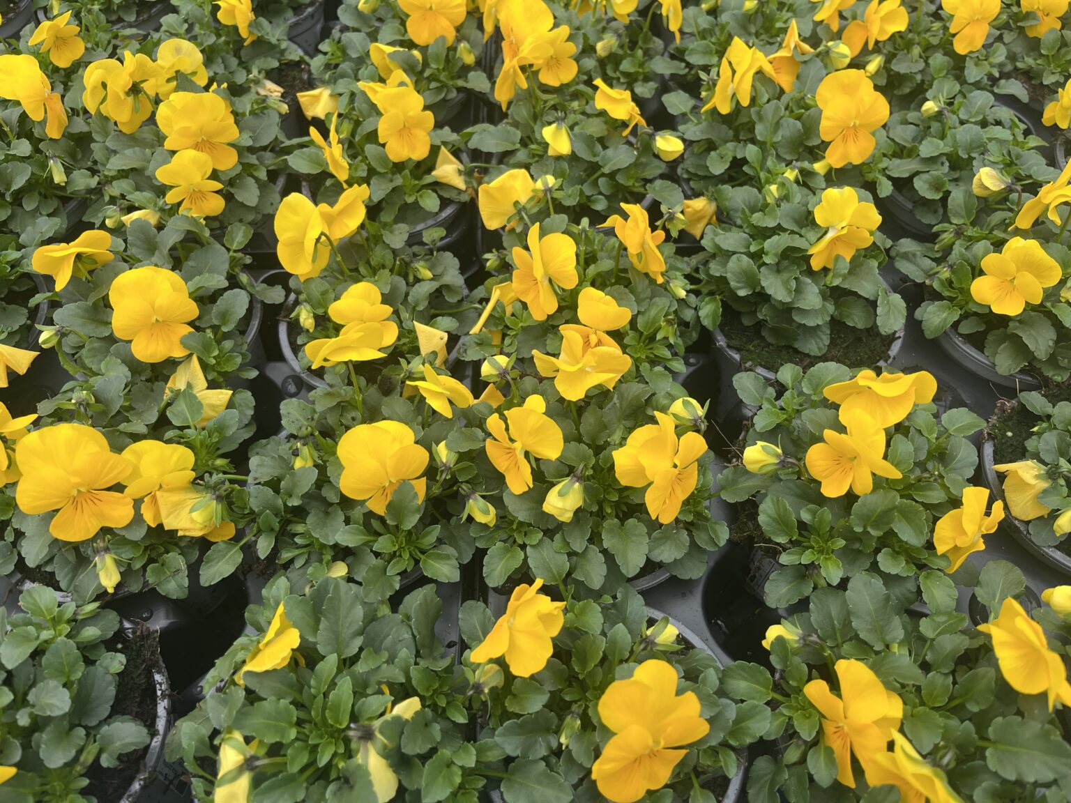 Havecenter og gartnerservice - Kontakt My Family Garden